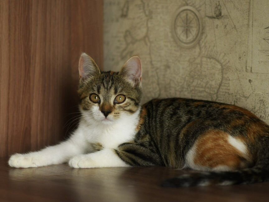 Котенок Рыся в добрые руки