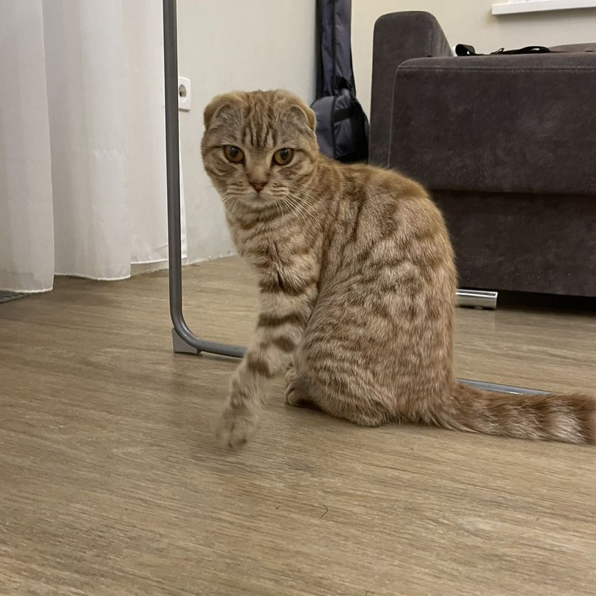 Шотландская вислоухая кошка