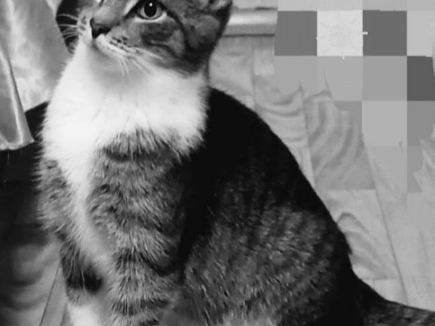 В самые добрые руки