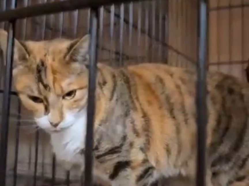 Как маленький тигр,кошка бесплатно