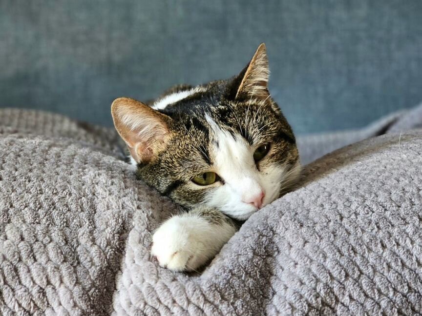 Отдадим кота (1год) в добрые, любящие руки