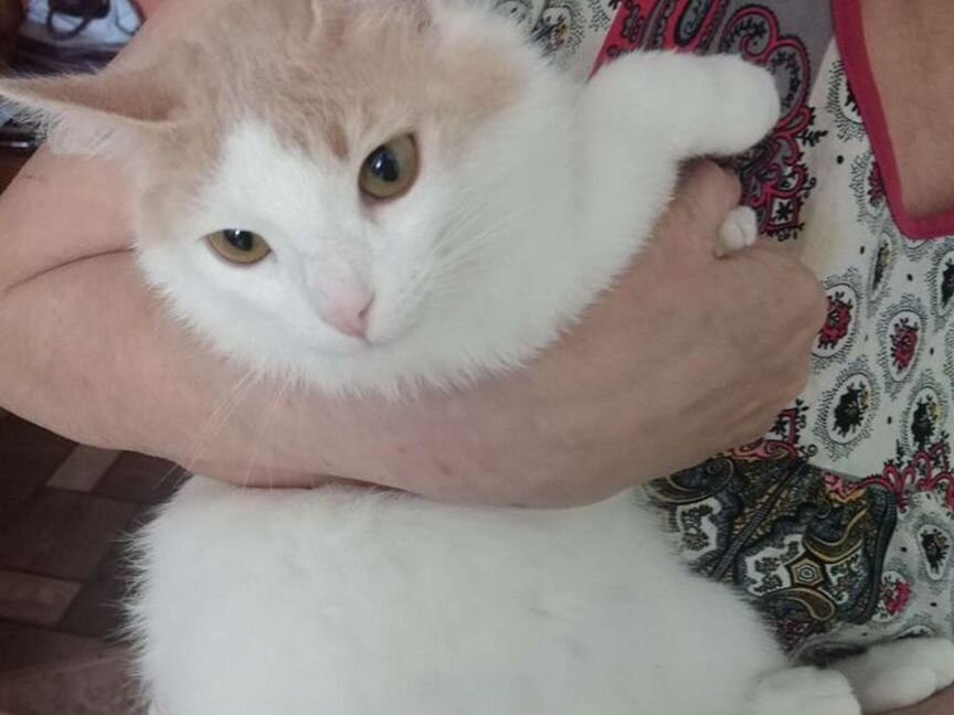 Котик Сеня, около года, бело-рыжий красавчик