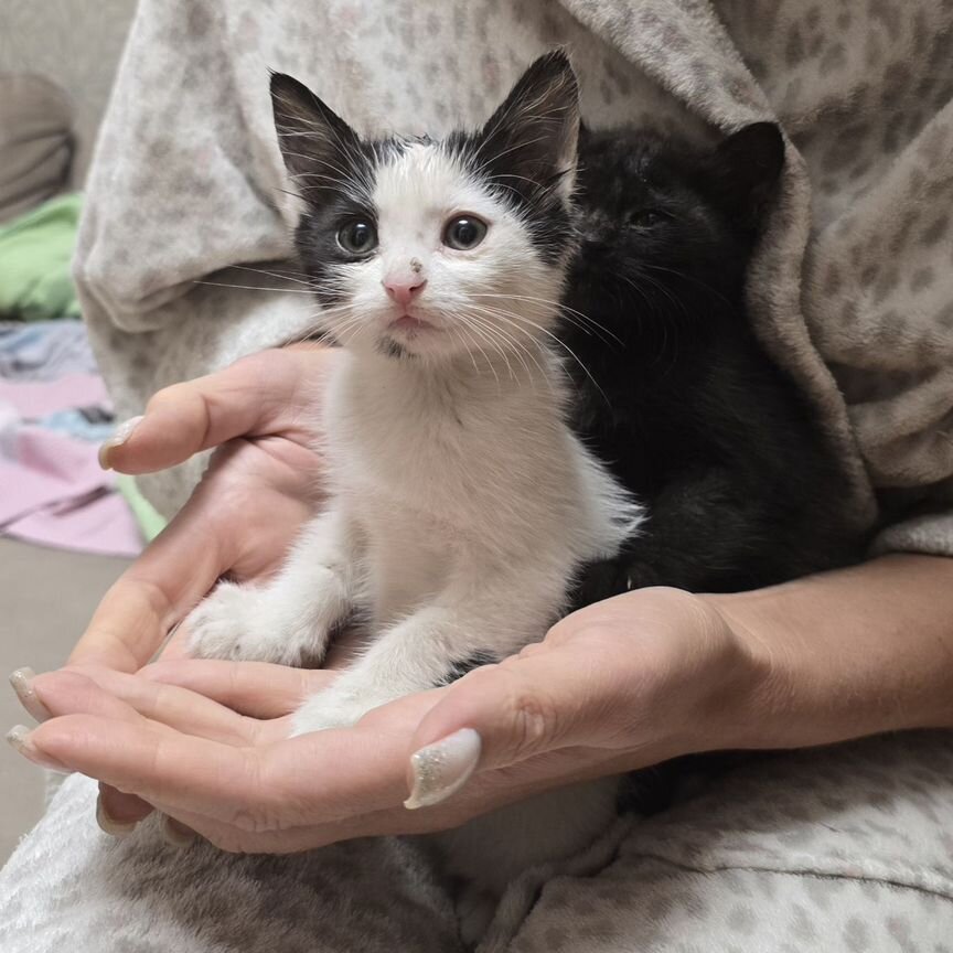 Прекрасные котята