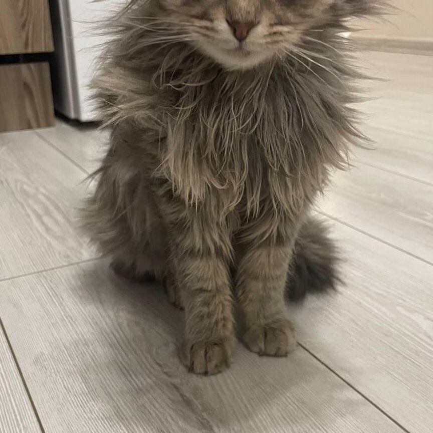 Котик 10 мес кастрирован