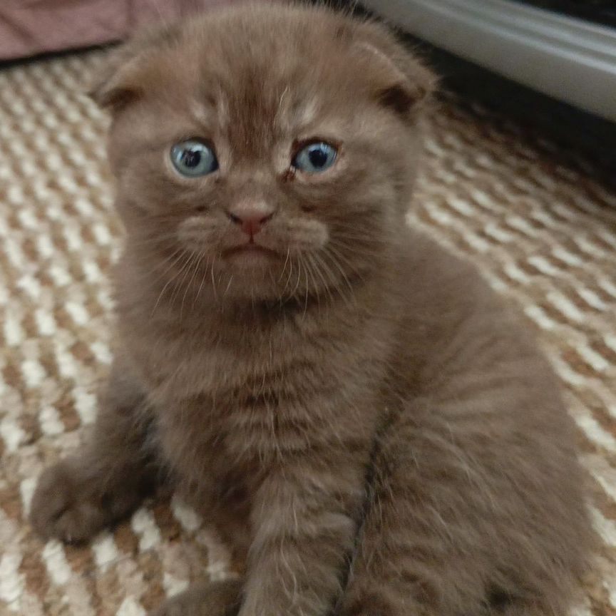 Шотландская вислоухая кошка