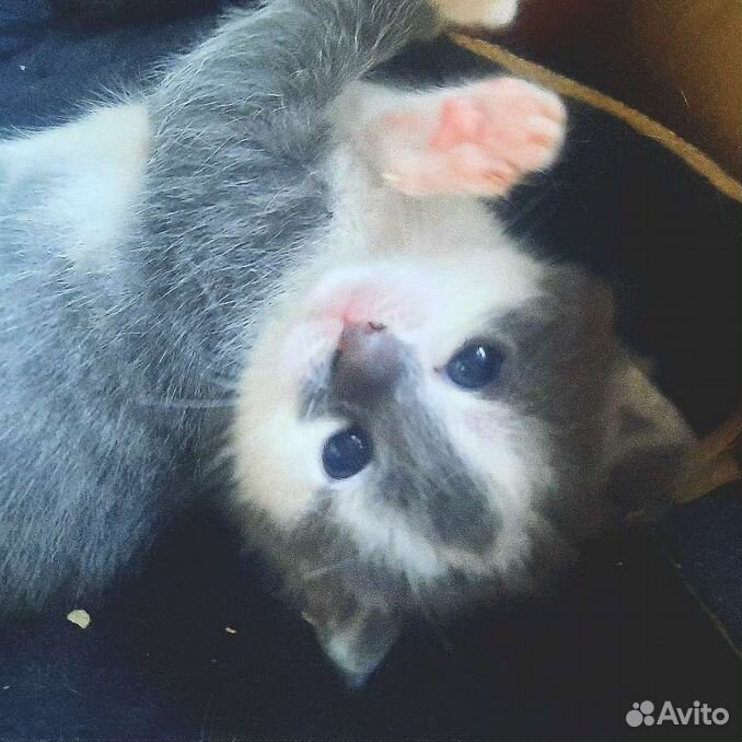 Котята и мама Марго в добрые руки добрым людям