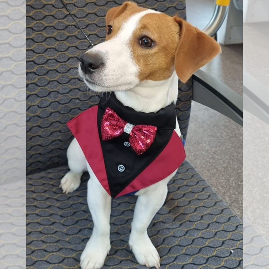 Вязка джек рассел терьер