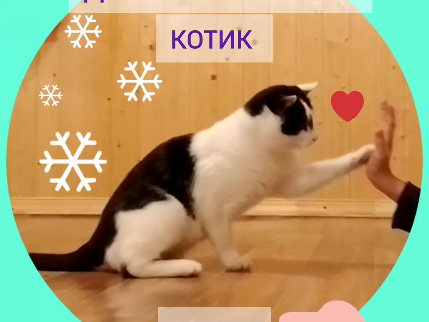 Дрессированный котик. Котенок Кошка кошечка