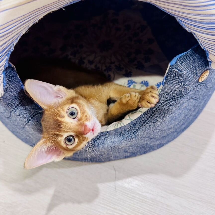 Абесинские котята