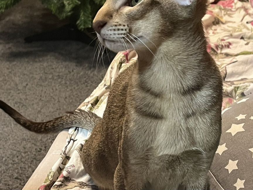 Ориентальная кошка