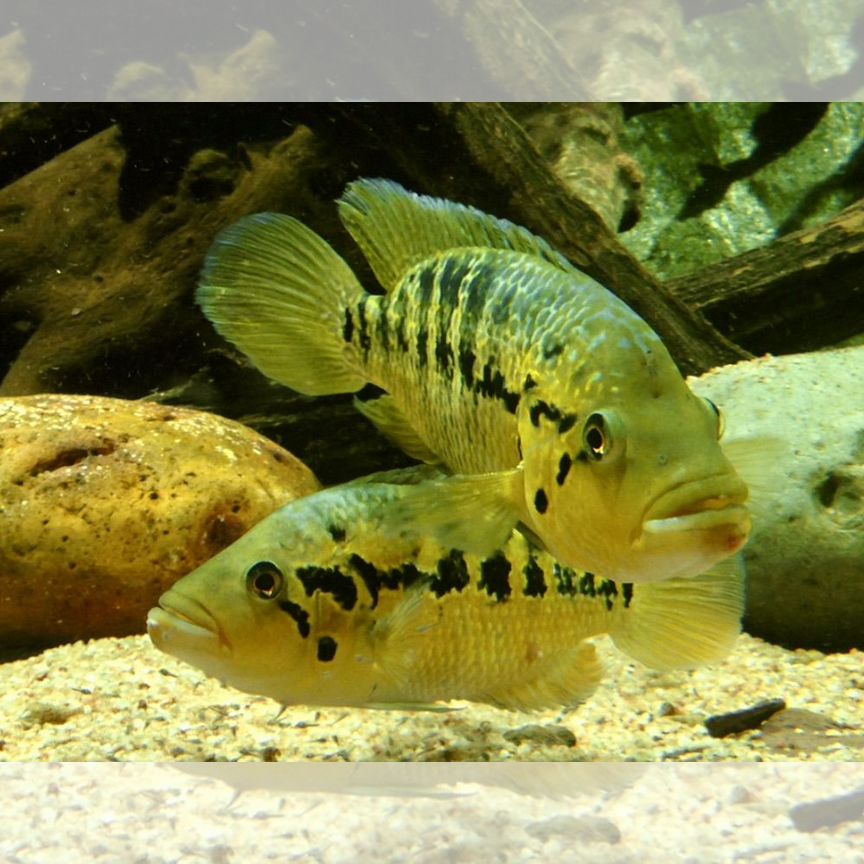 Крупные цихлиды обмен