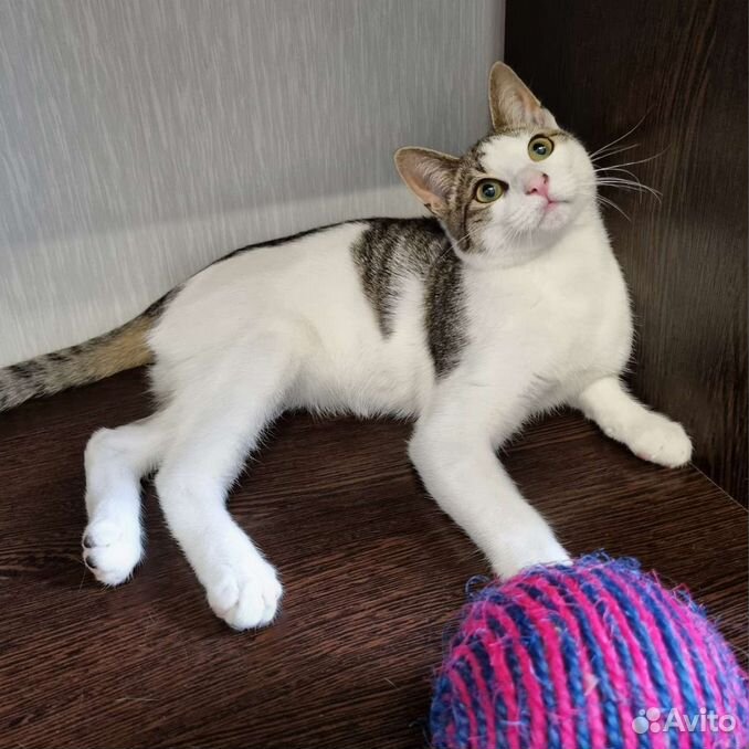 Очень ласковый Бублик ищет дом