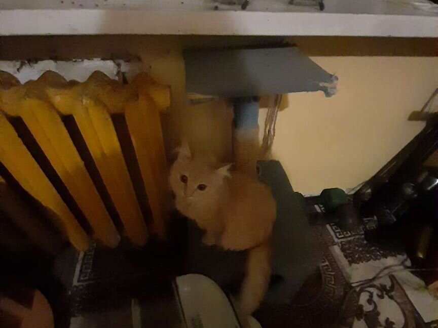 Пушистый котик рыжик