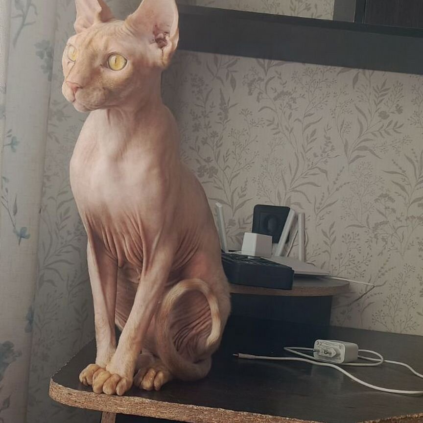 Канадский сфинкс, взрослый кот