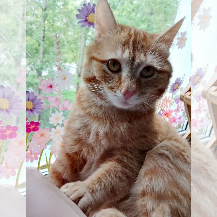 Взрослый кот в добрые руки