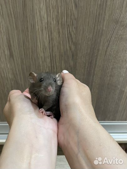 Малыш дамбо