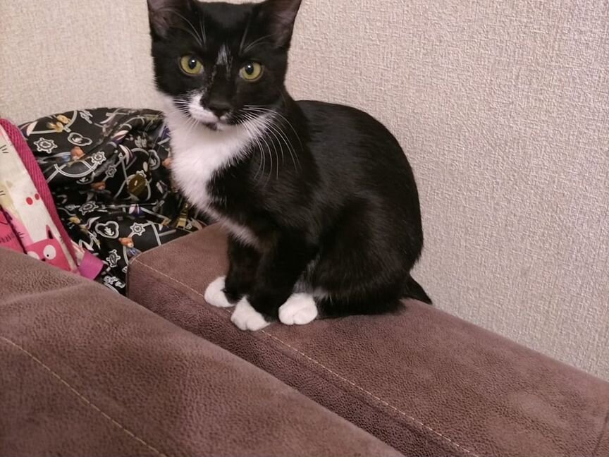 Котенок с тяжелой судьбой