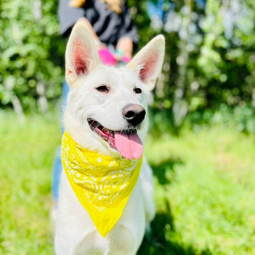 Белоснежная собака Супра мечтает о доме