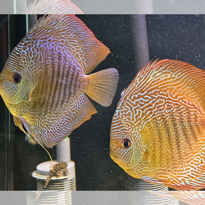 Продам дискуса