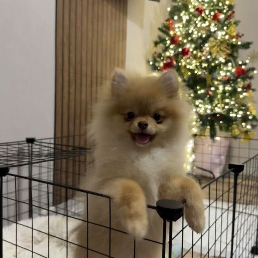 Померанский шпиц, щенок