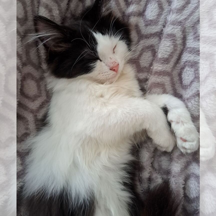 Взрослый кот в добрые руки