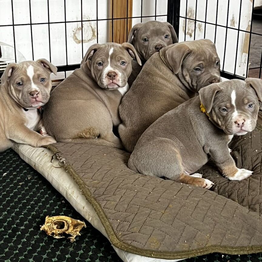 Американский булли, щенок