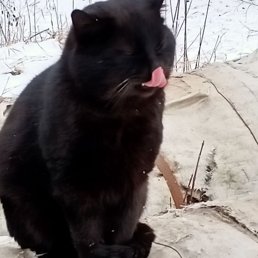 Кот в добрые руки