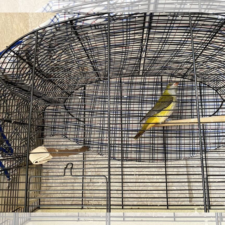 Певчие птицы. Иволга
