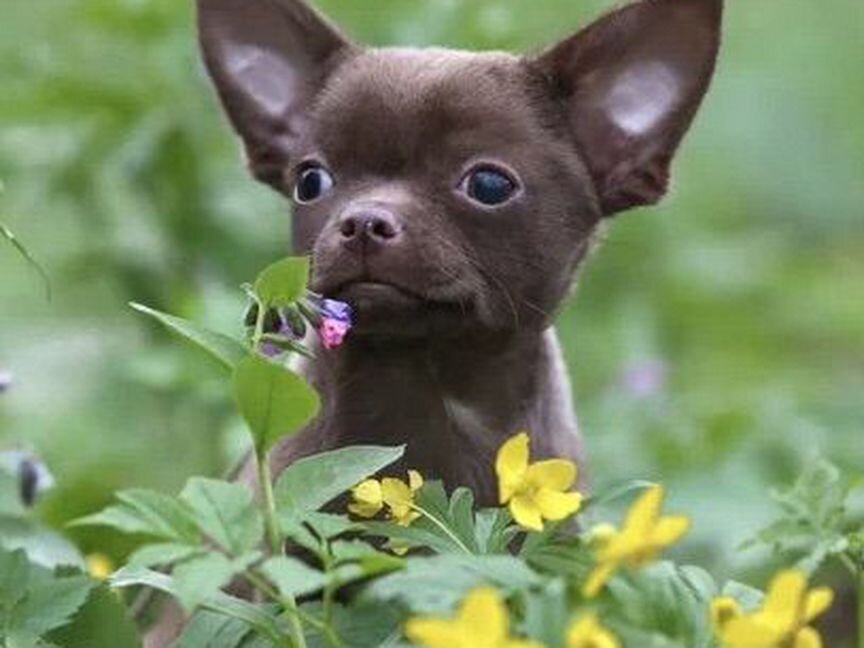 Чихуахуа мальчик гш шоколадный