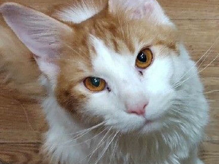 Мейн-кун в добрые руки