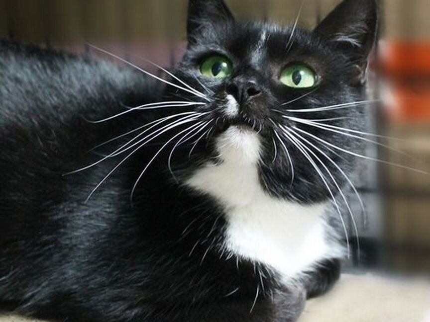 Кошечка Роза в хорошую семью бесплатно