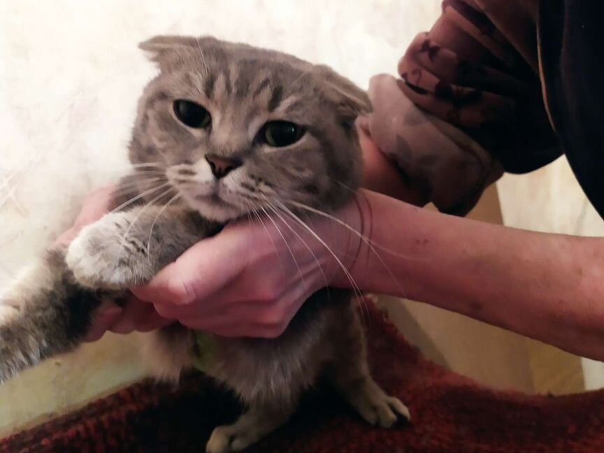Шотландская