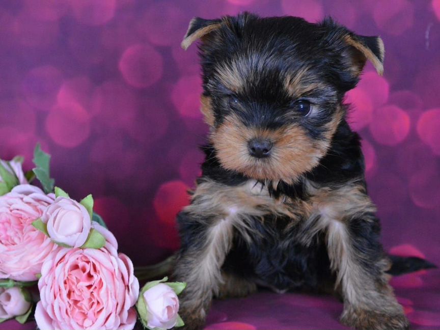 Йоркширский терьер