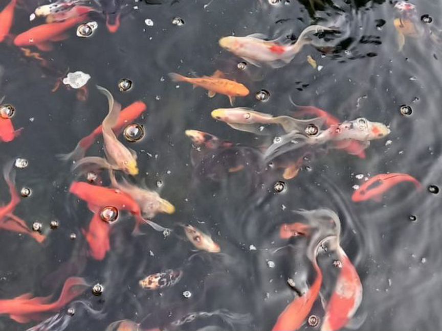 Прудовая рыба