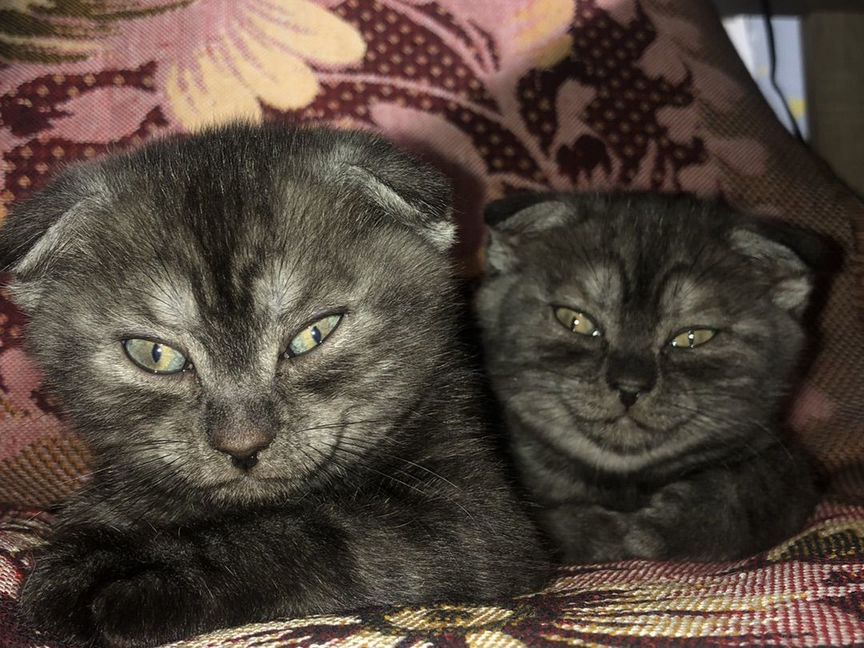 Вислоухие котята