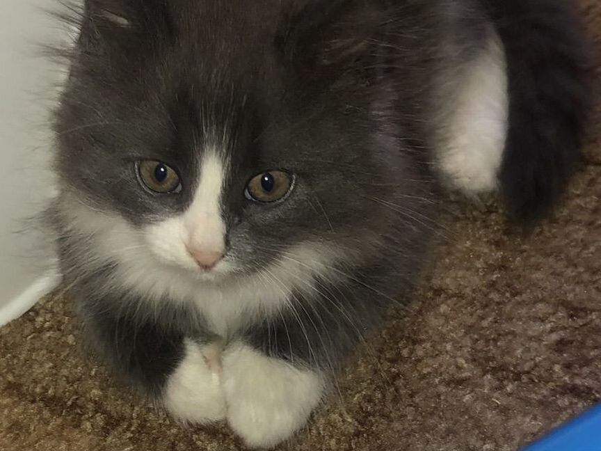 Котята породистые