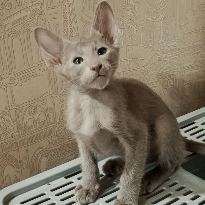 Ориентальный котёнок