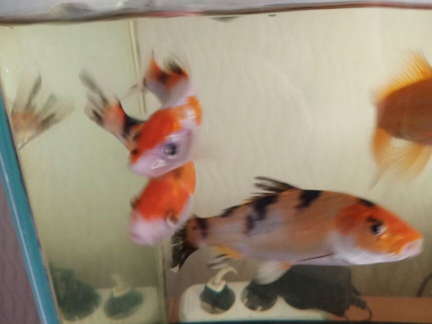 Аквариум 100л