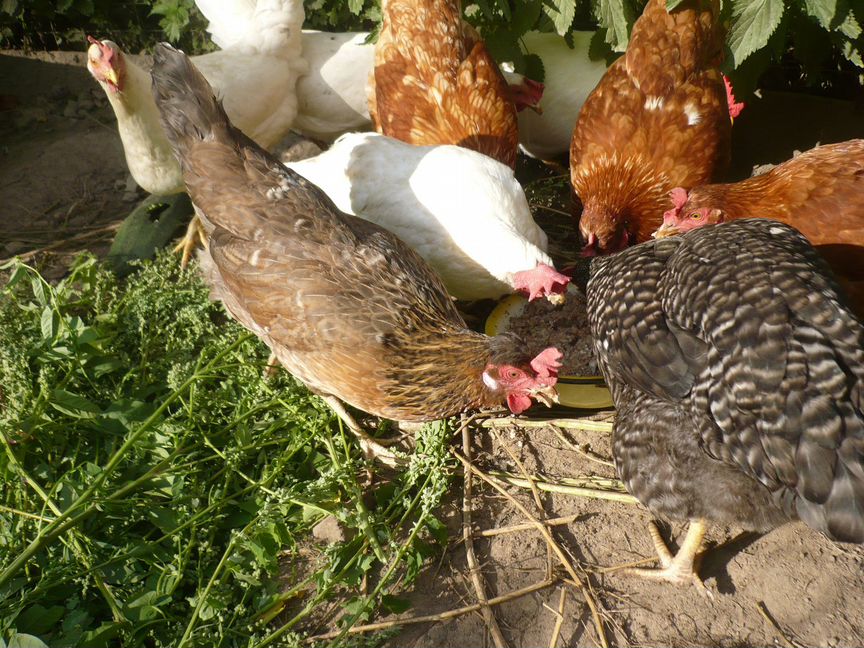 Куры молодки домашние