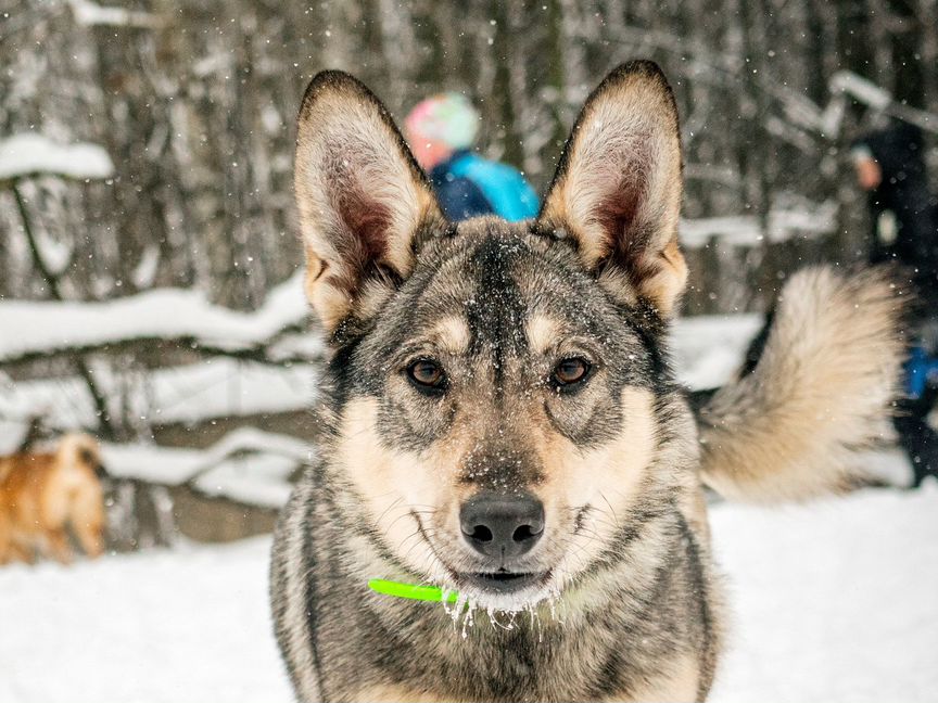Собака Фиби в добрые руки