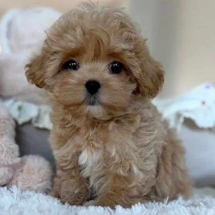 Мальтипу, щенок