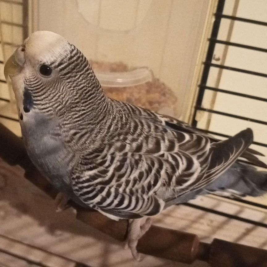 Бесплатный попугай девочка