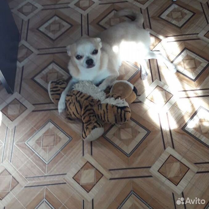 Мальчик чихуахуа ищет девочку для вязки