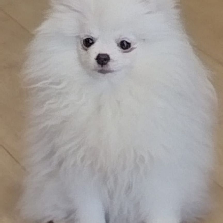 Померанский шпиц мини девочка