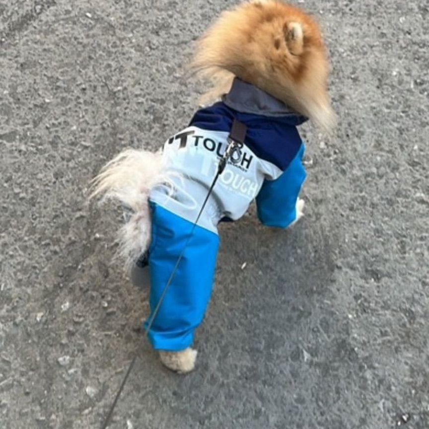 Одежда для собак шпицов