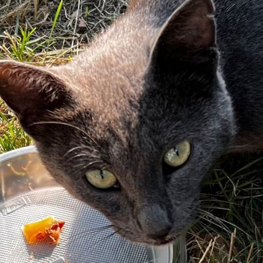 Пропадает шикарный котенок