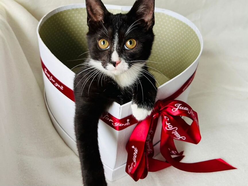 Котенок Леон ищет свою семью
