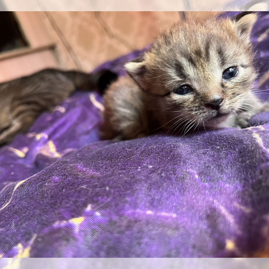 Мейн-кун котёнок