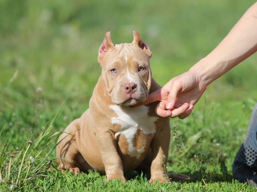 Американский булли тип покет (девочка)