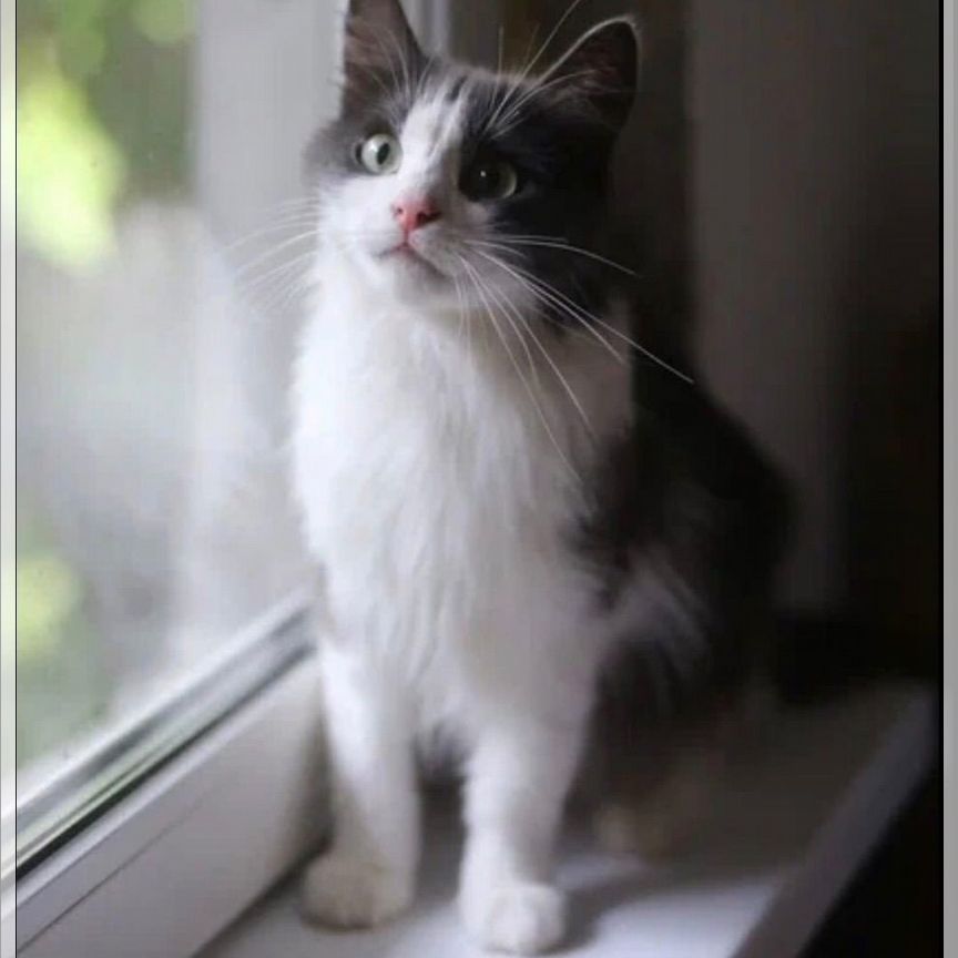 Котик Мотя в добрые руки